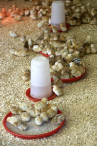 BoschveldBoschveld Free Range Chickens | An unique indiginous chicken breed